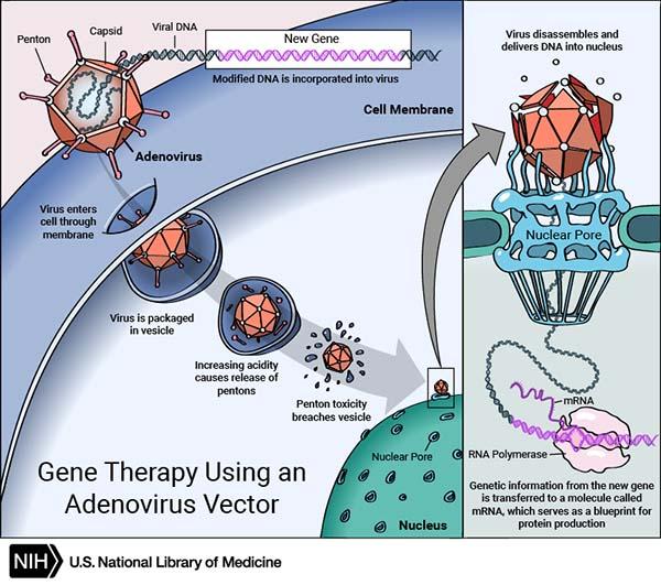Gene Therapy/Editing Series 1: A Brief Introduction To Gene Therapy ... Gene Therapy/Editing Series 1: A Brief Introduction To Gene Therapy ...