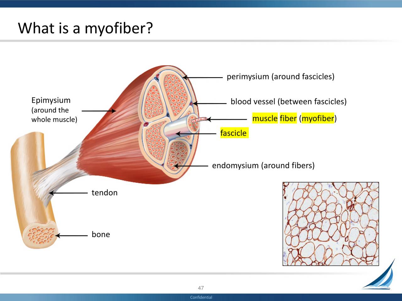Summit Therapeutics (SMMT) R&D Day - Slideshow (NASDAQ:SMMT) | Seeking ...
